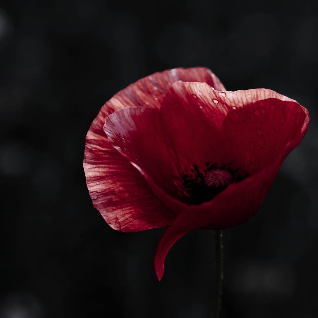 Introducing Poppy, The New Lip Colour – SOLOMÉ | PEACE